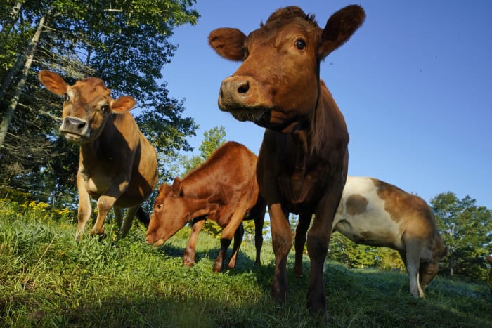 US beefs up campaign to ensure accurate animal welfare claims on meat ...