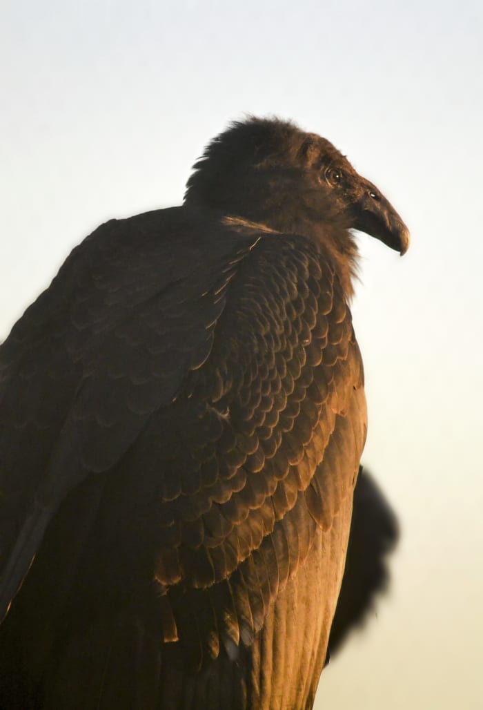 A rare condor hatched and raised by foster parents in captivity now ...