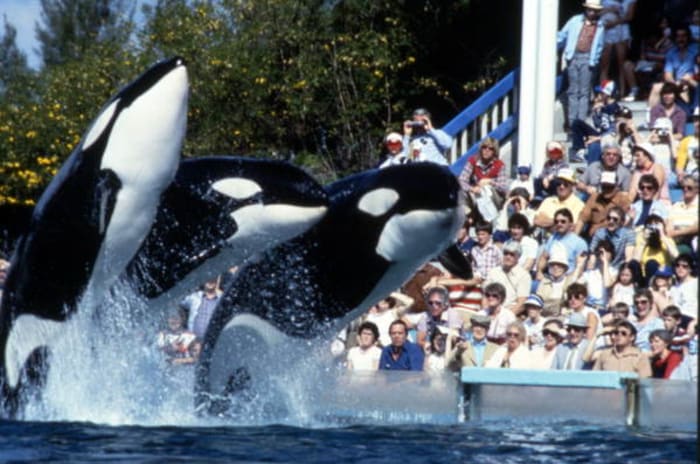 SeaWorld Orlando celebrates 50th anniversary
