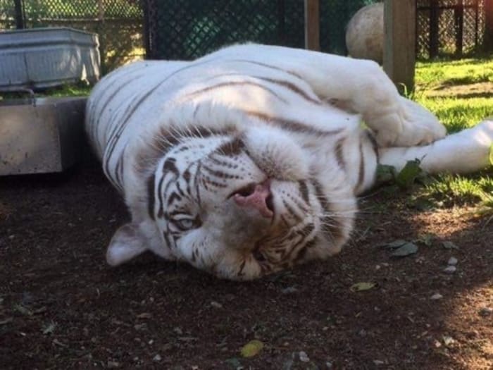 GALLERY: Zeus, tiger euthanized during Natural Bridge Zoo investigation