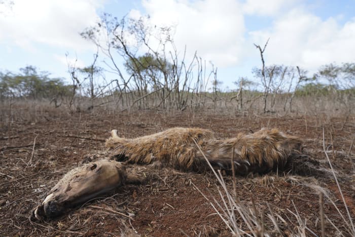 Deer native to India starve to death amid drought in Hawaii