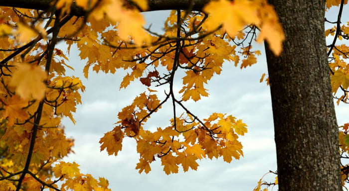 Best roads in Metro Detroit to see fall foliage