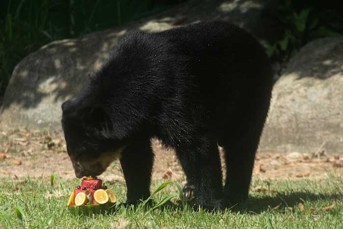 Rio's thirsty zoo animals get icy treats to cool down in Brazil’s ...