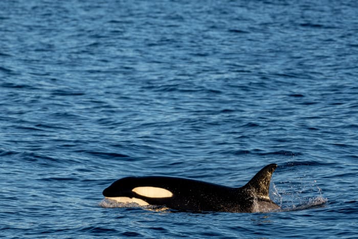 Orcas disrupt boat race near Spain in latest display of dangerous ...