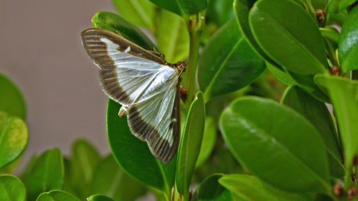Check your boxwood plants: Invasive box tree moth found in Lenawee County