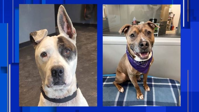 Change_a_Pet%E2%80%99s_Life_Day