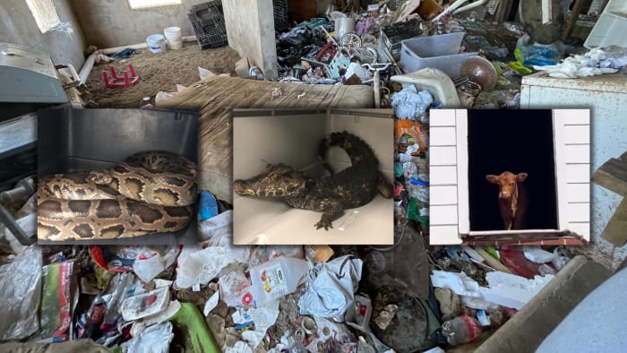 PHOTOS: Pythons, dwarf caiman, bull calf among 31 animals recovered ...