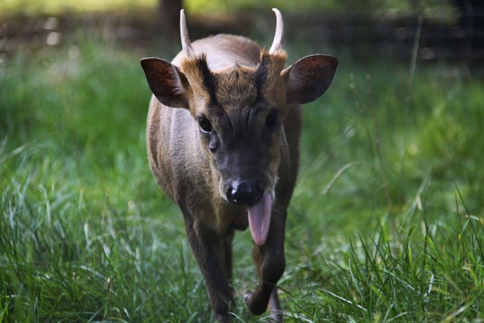 ‘Straight out of Avatar’: Texas’ Biscuit the ‘alien deer’ an adorable ...