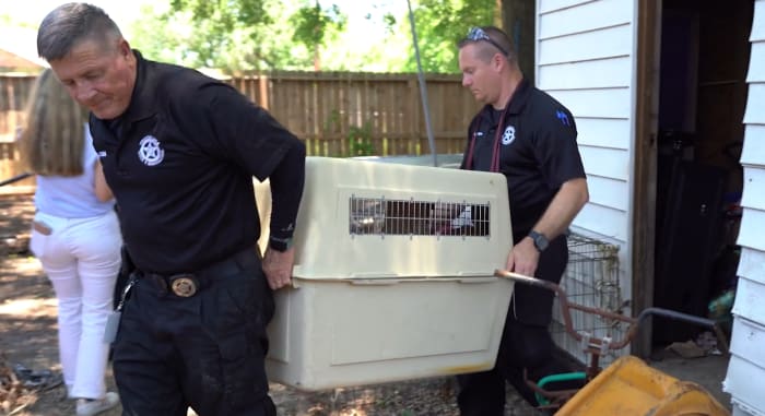 9 dogs rescued after kitten set on fire near Houston home