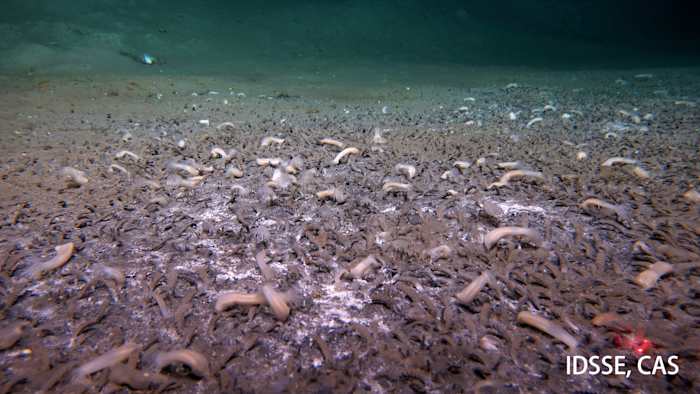 A submersible finds sea creatures thriving in the deepest parts of the ...