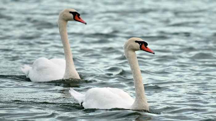 Florida swans, descendants of Queen Elizabeth II’s gift, get annual ...