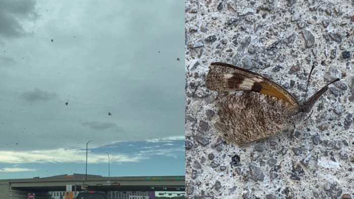 Butterfly invasion! Swarms are back as snout butterflies make annual ...
