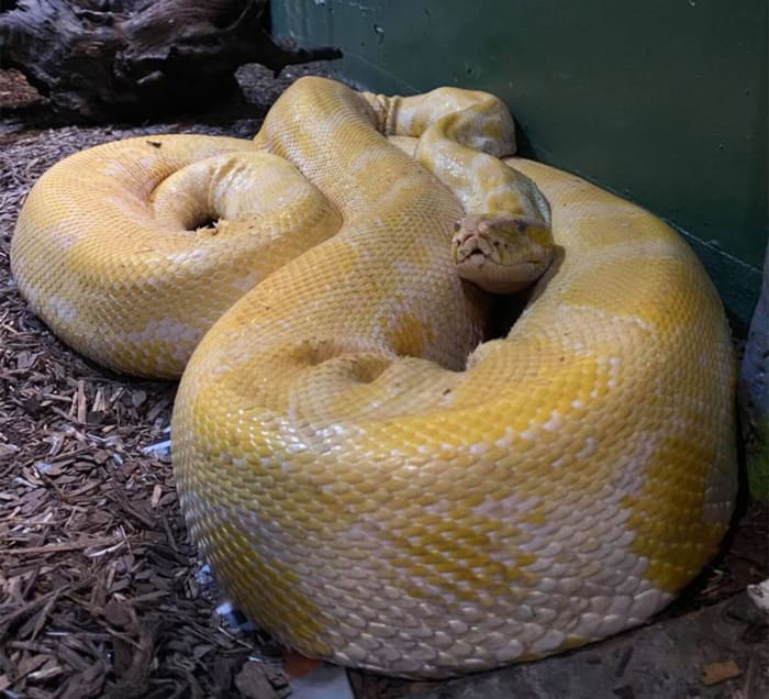 12-foot python escapes inside Louisiana’s largest mall