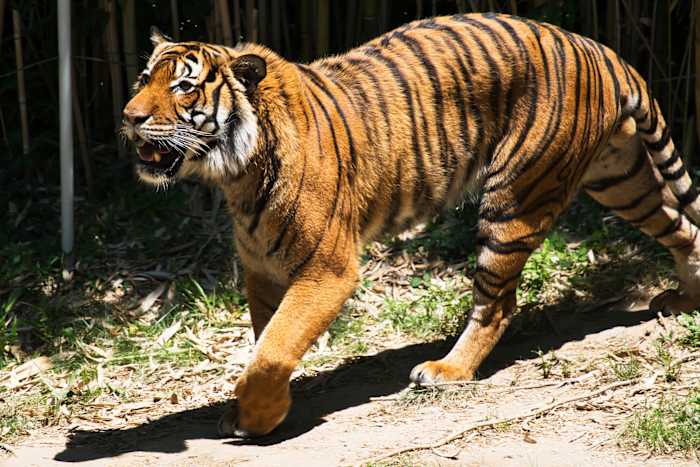 Tiger poachers use fishing boats to smuggle body parts out of Malaysia ...