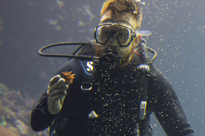 Corals bred in a zoo have joined Europe's largest reef. This is ...