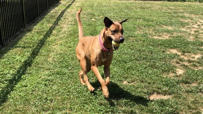 Mamma Meah! What a cute dog!