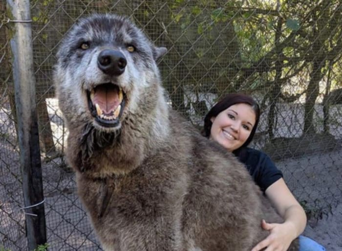 Yuki, the ‘giant’ Florida wolfdog who went viral in 2018, dies at age 13 Yuki, the ‘giant’ Florida wolfdog who went viral in 2018, dies at age 13