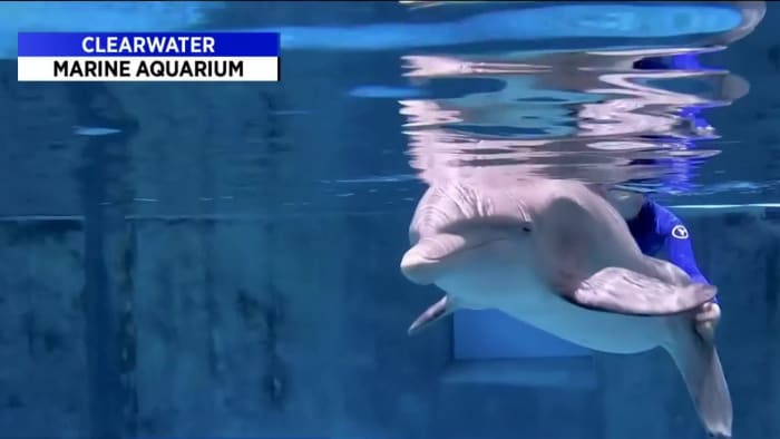 Beloved ‘Dolphin Tale’ star Winter dies at Florida aquarium