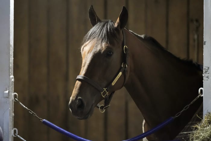 Breeders' Cup contender Practical Move dies after a gallop at Santa ...