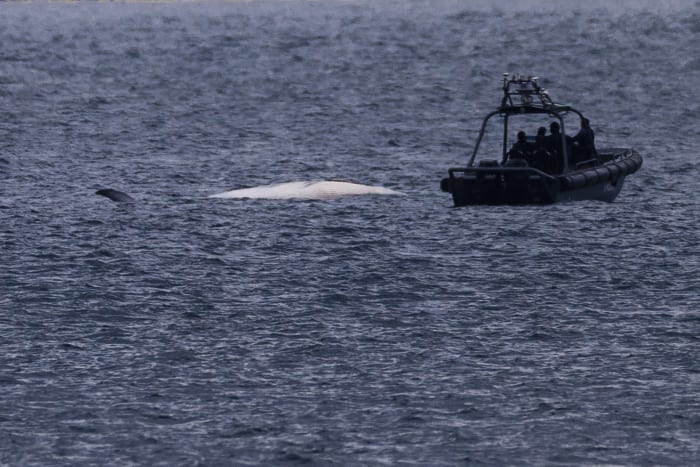 Hong Kong official vows to mull legal changes after discovery of whale ...