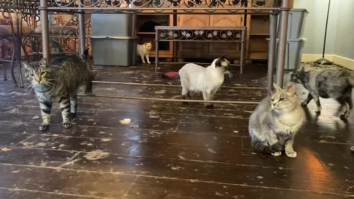 30 cats, kittens rescued from ‘horrific living conditions’ in ...