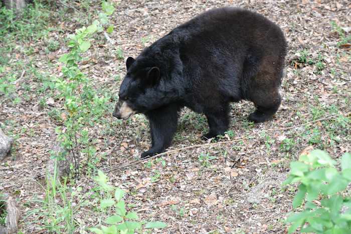 FWC urges Floridians to ‘Be BearWise’ as bears become more active this ...