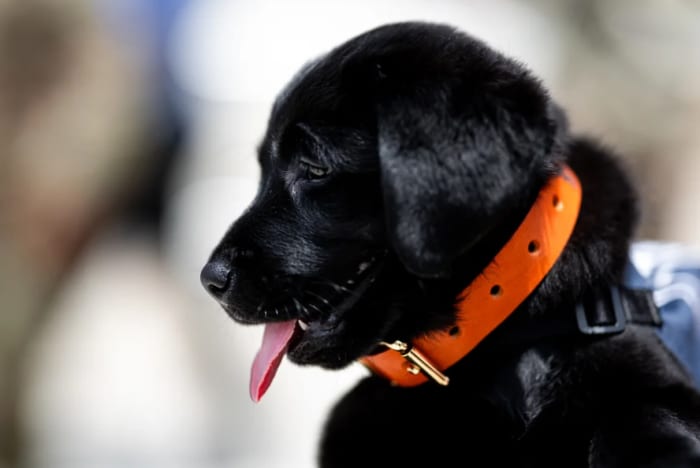 Give this adorable pup a name: Future service dog to be given to ...
