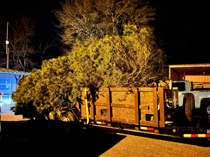20-foot Christmas tree arrives at Texas State Capitol for holidays