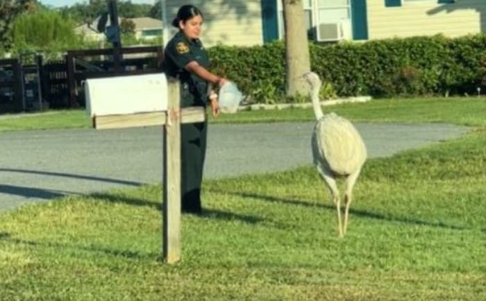 Strange call: Deputies alerted after emu spotted roaming Florida ...