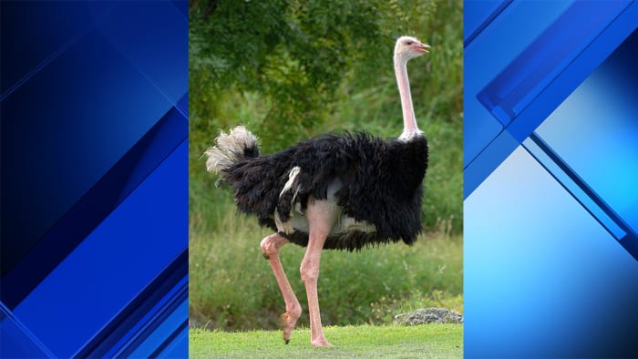 Zoo Miami announces death of 27-year-old ostrich named Red