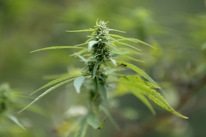 Detroit City Council finally approves recreational marijuana ordinance