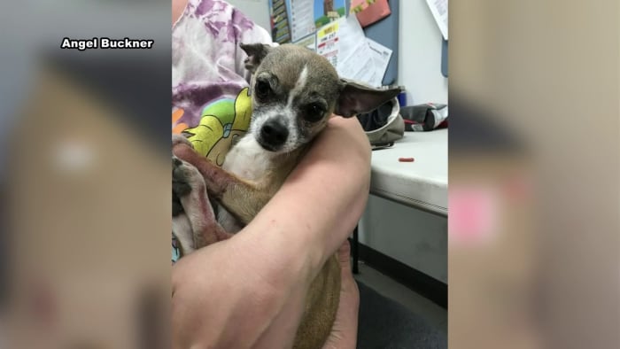 PETA offering up to $5,000 reward for information after dog found in ...