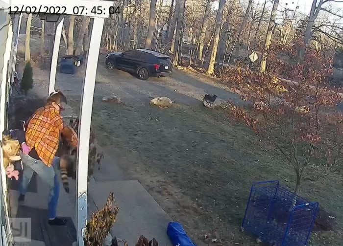 VIDEO: Connecticut mother rushes to rescue daughter from raccoon’s ...