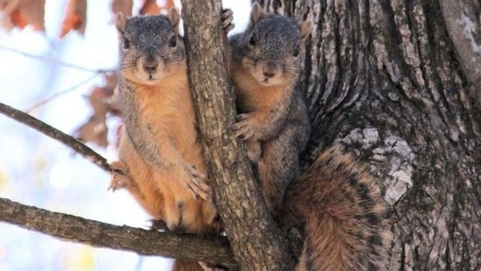 Squirrels force city to scale back holiday lights at park