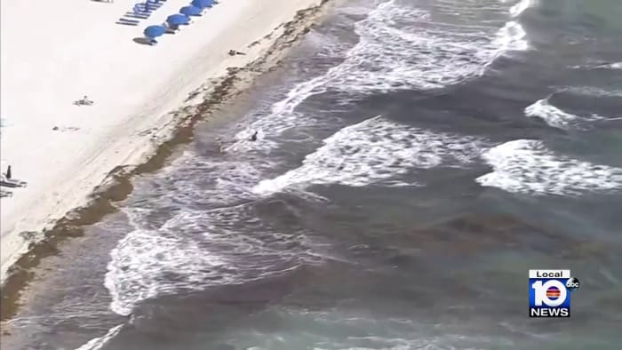 Flesh-eating bacteria on Florida beaches? Seaweed-plastic mix causes ...