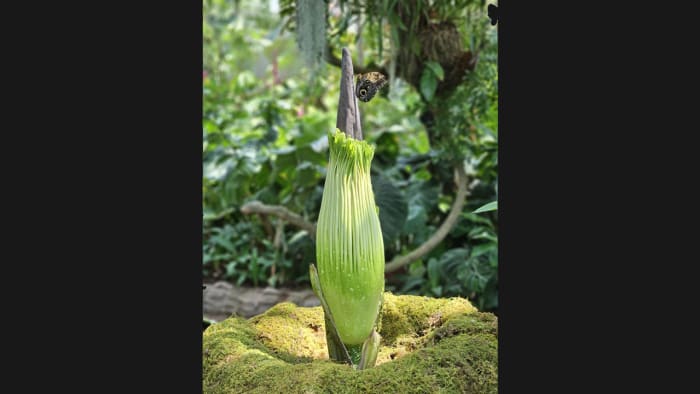 Watch live: Corpse flower drama doesn’t stink: Houston museum keeps ...