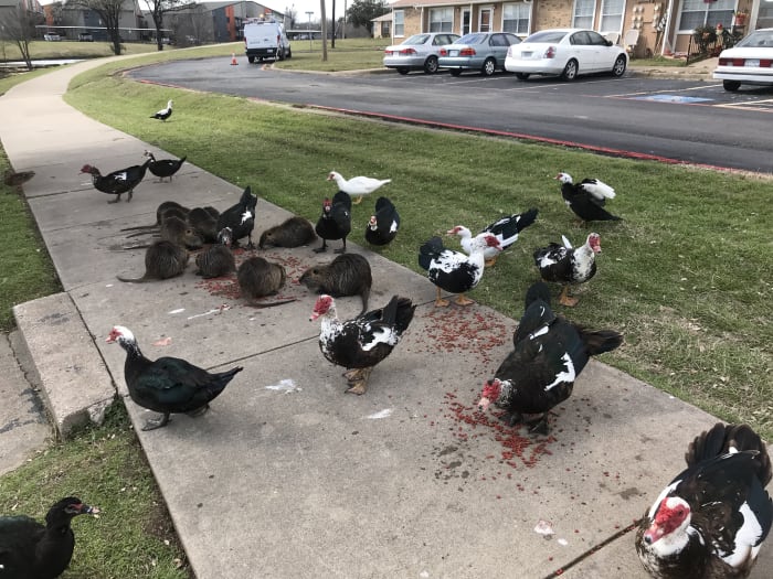 Colony of giant swamp rats invade Texas park