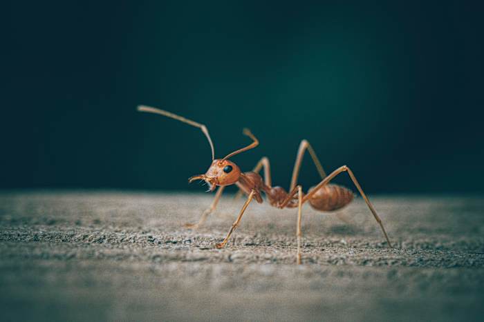 PEST PARTY: Dozen Central Florida eateries shut down after health ...