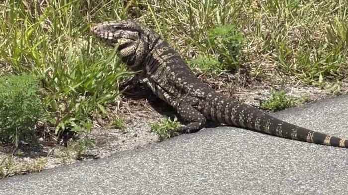 invasive_species_Florida