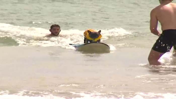Dogs ride the waves at Hang 8 Dog Surfing Extravaganza in Daytona Beach