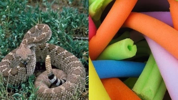 Fire Department warns of snakes in pool noodles this summer