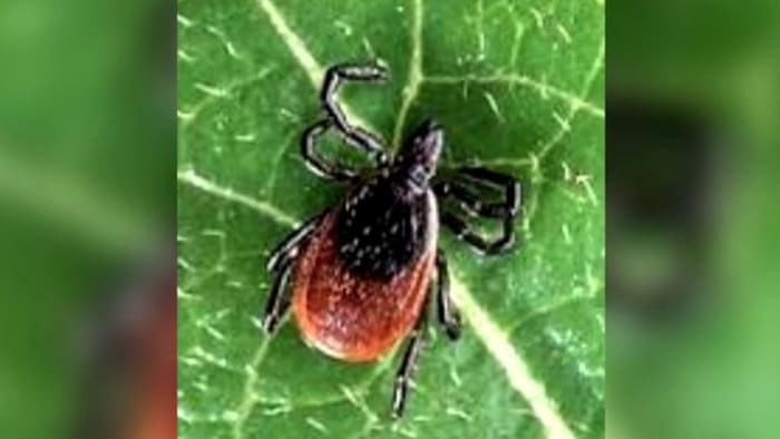 WATCH: Scientist demonstrates proper way to remove an embedded tick