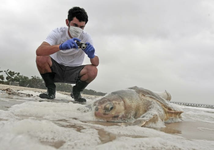 Wildlife Group Gulf Oil Spill Still Affecting Wildlife