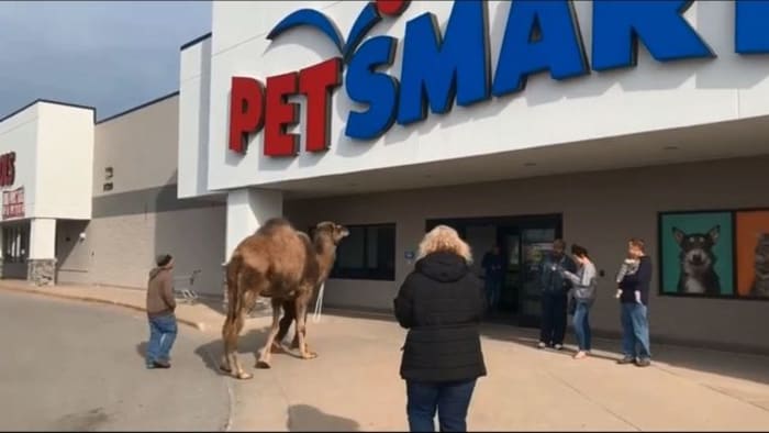Camel goes shopping at PetSmart