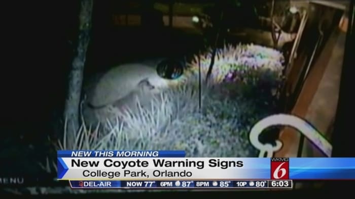 Coyote warning signs posted in College Park