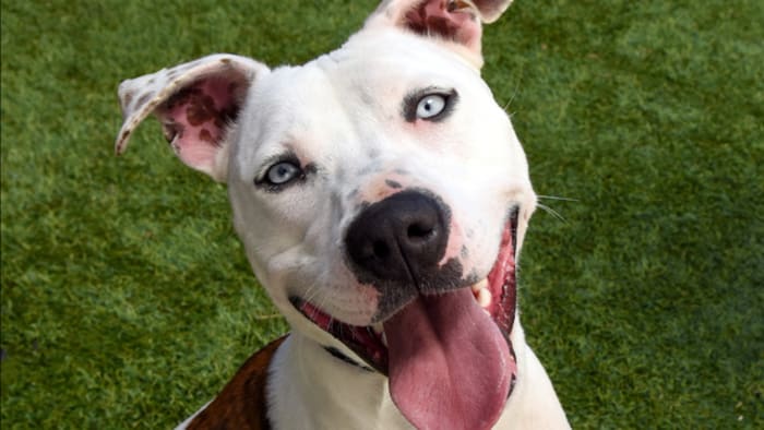 Deaf dog learns non-verbal training, now ready for adoption