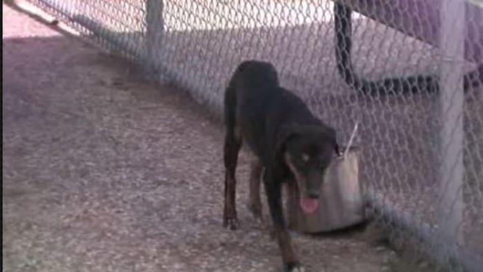 Stray dogs a growing problem in Houston