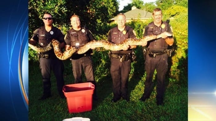 12-foot python captured in Fla. neighborhood