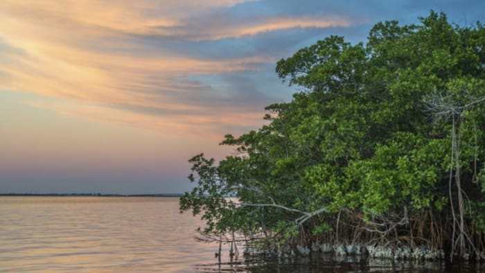 Florida mangroves can reduce flooding and insurance costs, new study shows