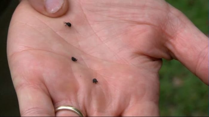 tiny black bugs that wiggle